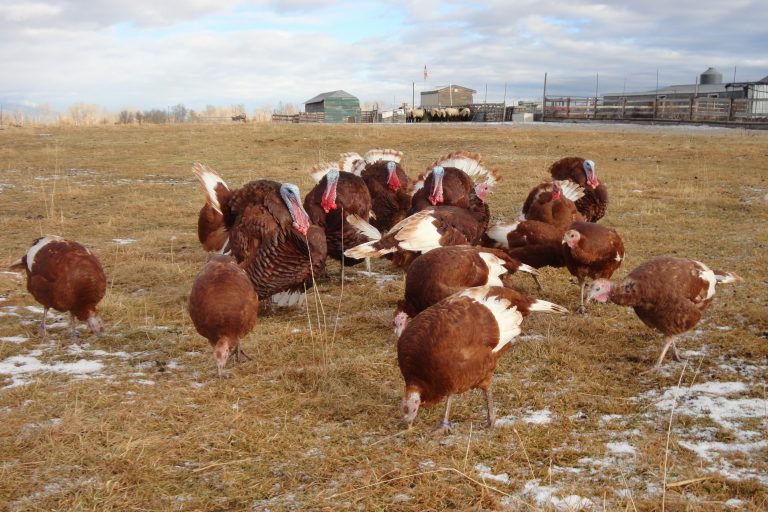 Raising Heritage Turkey Breeds - Backyard Poultry